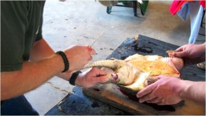 How to Clean a Snapping Turtle | Master Woodsman